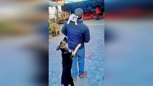 Самые смешные животные / Приколы с котами и собаками(# 58)#Shorts