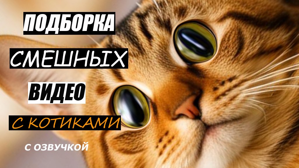 Котовые ПРИКОЛЫ! Котики чудят