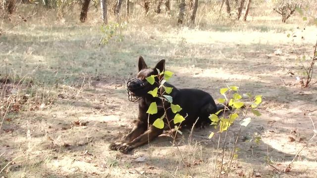 НЕМЕЦКАЯ ОВЧАРКА•Плюсы И Минусы//vasinoso|facts