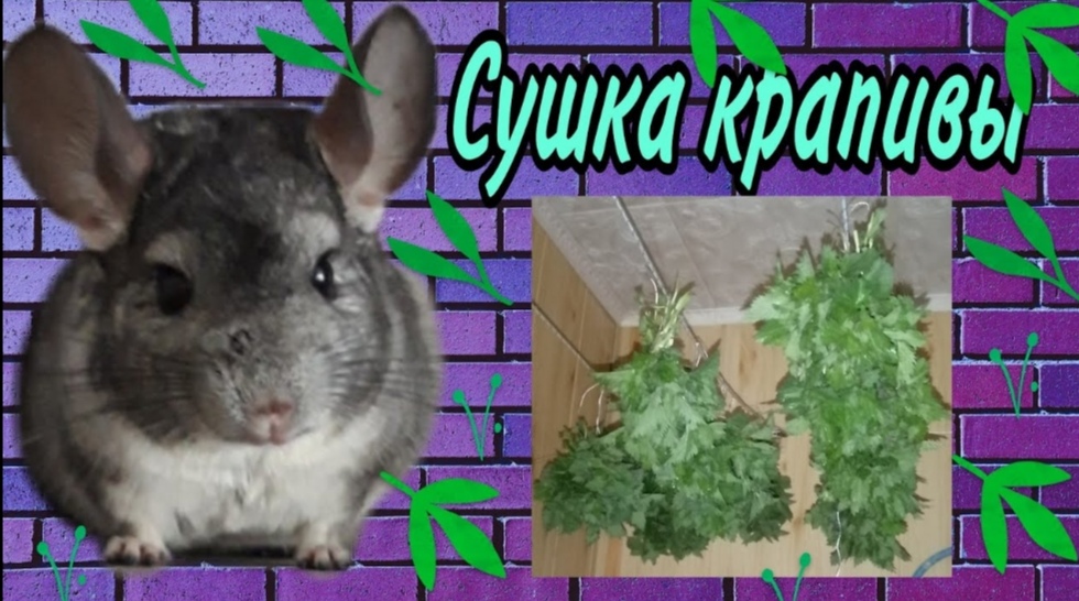 Сушка крапивы для шиншилл. Как сушить крапиву.