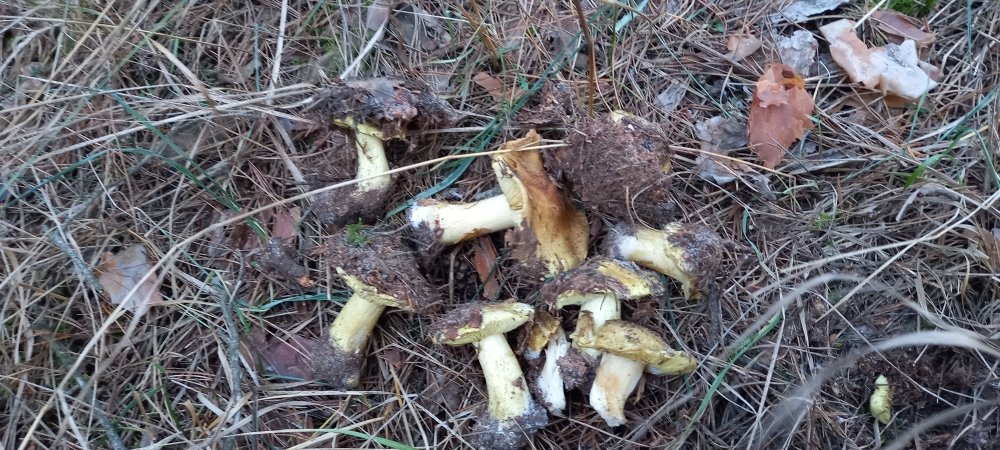 ❗Курская область. 3.12.2022 г. Грибы в декабре❗