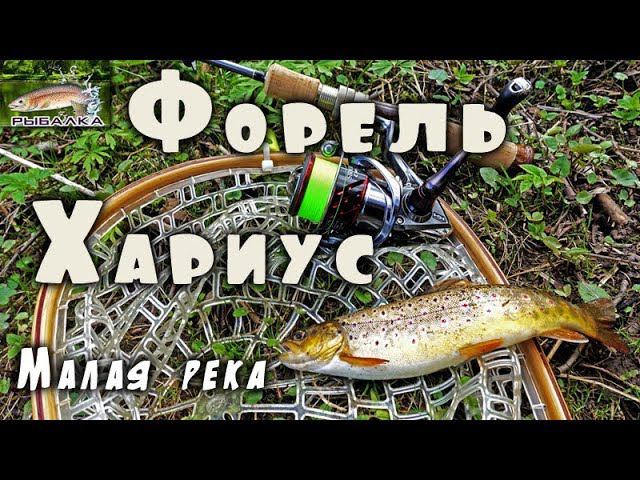 Форель. Хариус. Малая река. Рыбалка в Ленинградской области. Май 2020.