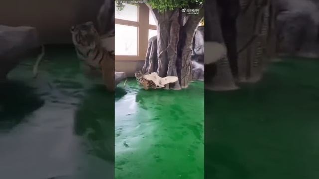 Гусь тигра кусь #ПРИКОЛЫ #УГАР #ЮМОР