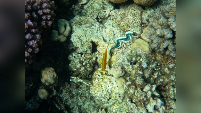 Египет, Шарм эль Шейх, Подводный МИР