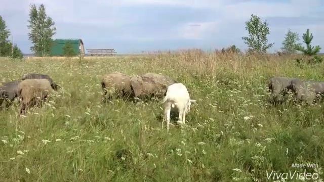 Романовская порода овец - былая гордость России.