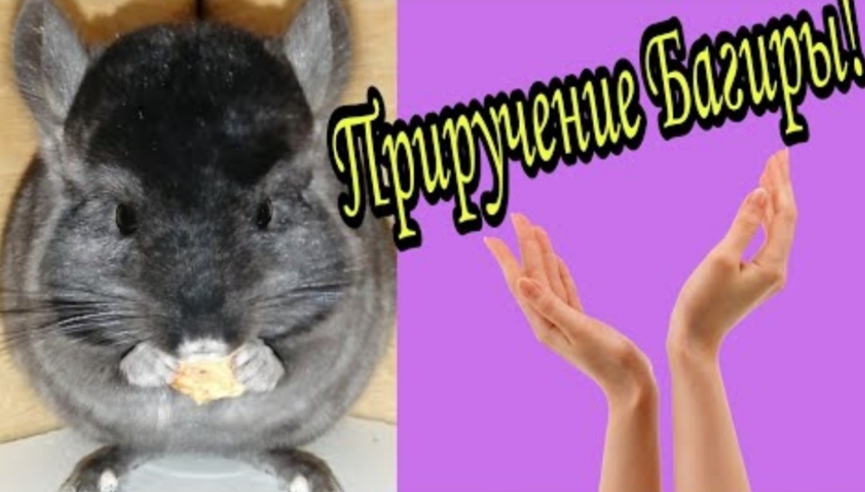 Приручение шиншиллы.