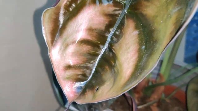 Цветы Вместе -Гигантская Алоказия Ред Секрет Alocasia Red Secret 24/65 Листовая пластина длина 33см