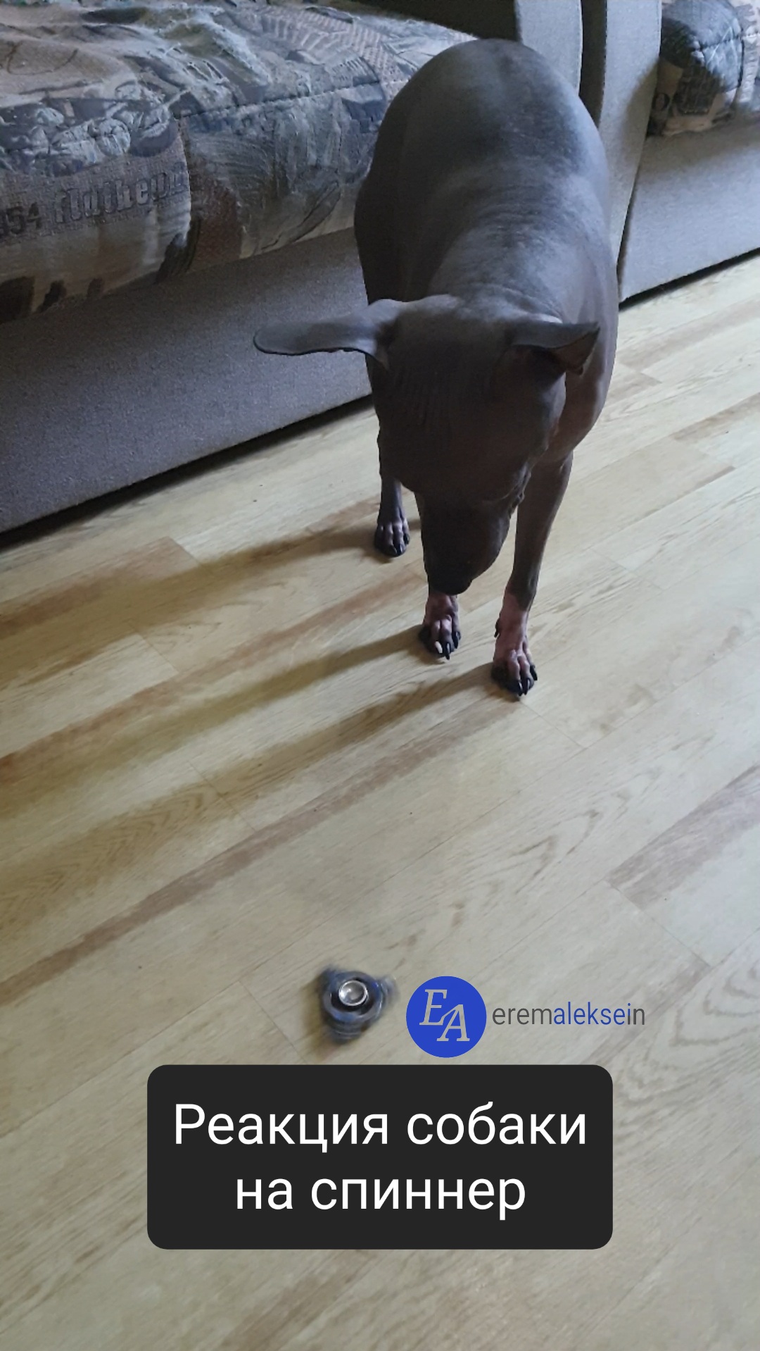 Реакция собаки на спиннер / Животные