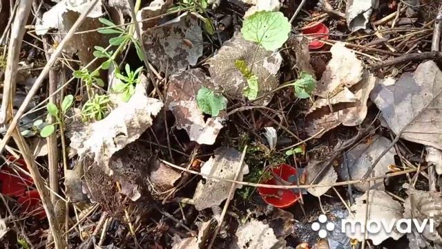 ❗На улице Январь, а у нас - Апрель❗Время сморчков, строчков и шапочек❗