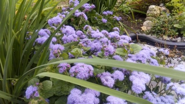 Воспоминание о лете 2020.mp4