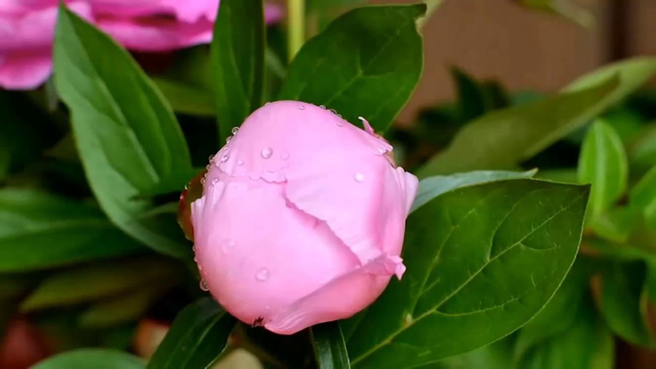 Футаж цветок с музыкой