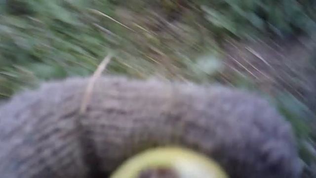 Осенний сбор томатов - послушание родителям