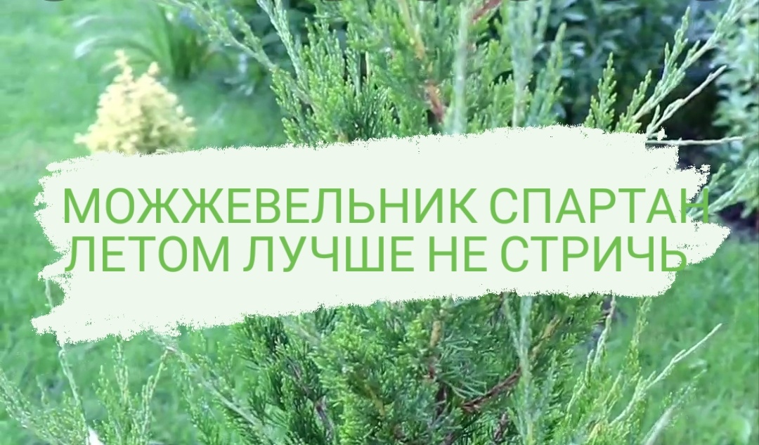 МОЖЖЕВЕЛЬНИК СПАРТАН ЛЕТОМ ЛУЧШЕ НЕ СТРИЧЬ ?