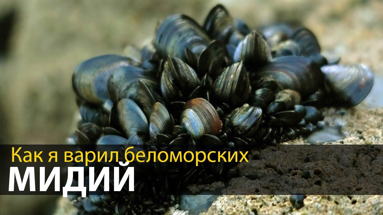 Как я варил беломорских мидий | Походная кухня | Приключения на байдарке