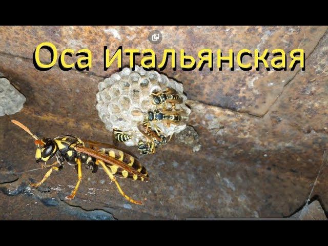 Шок, осиное гнездо перед носом / насекомые / итальянские осы