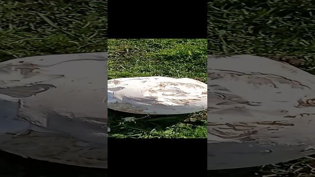 ОГРОМНЫЙ гриб дождевик.