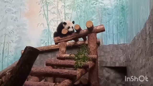 Катюше лень спуститься нормально за вкусняшкой 😂😂😂