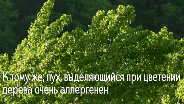 Заметила, что в городах перестали сажать тополя