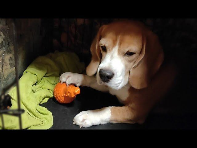 Отвлекаем Булю от стресса и валяем дурака...