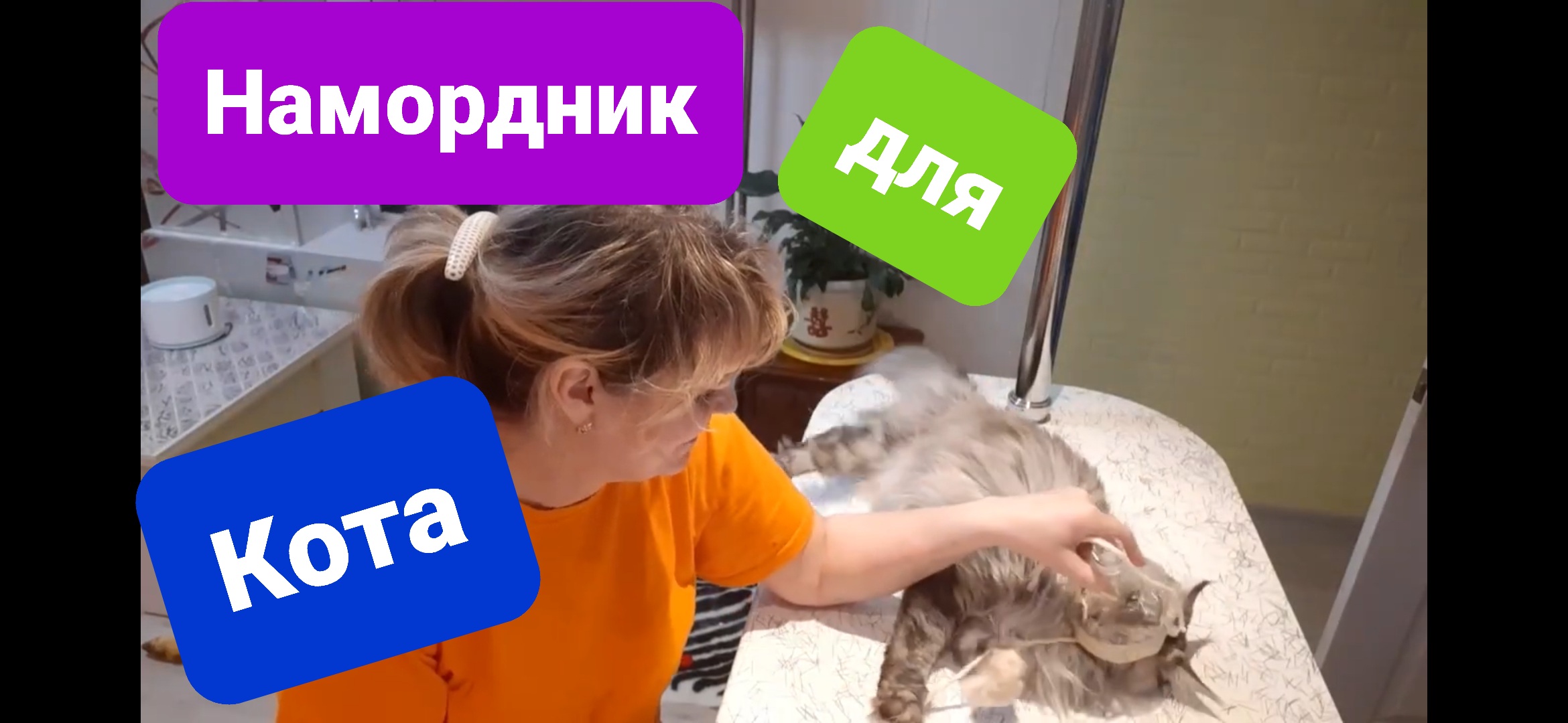 Как сделать намордник коту. Мейн-кун.