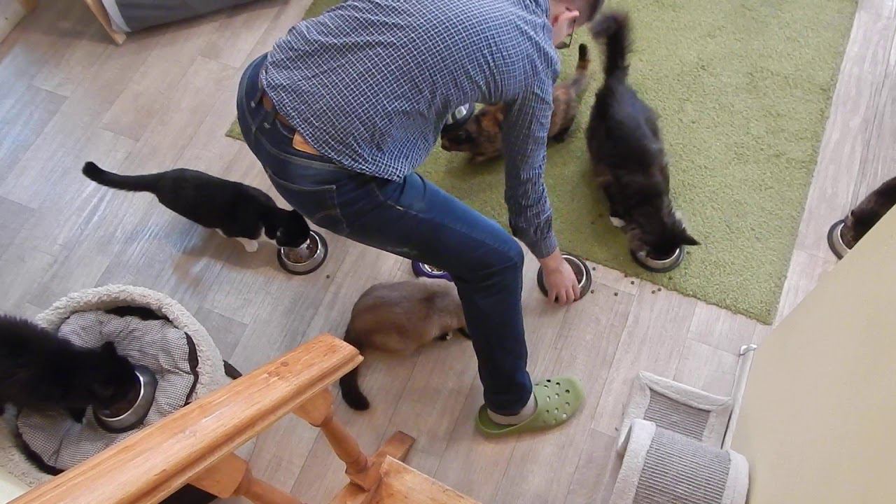 Кормление кошек в Котофейне. Главный персонаж - Мейн-Кун...