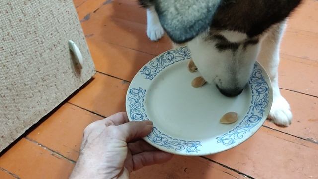 Хаски ест семена ТЫКВЫ!.mp4