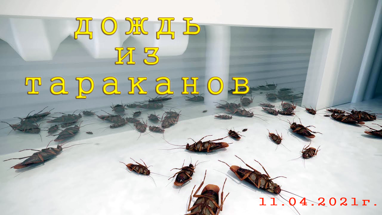 Дождь из тараканов