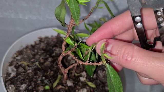 Персидский 14