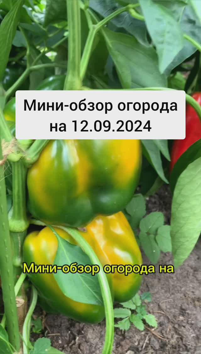 Мини-обзор огорода на 12.09.2024