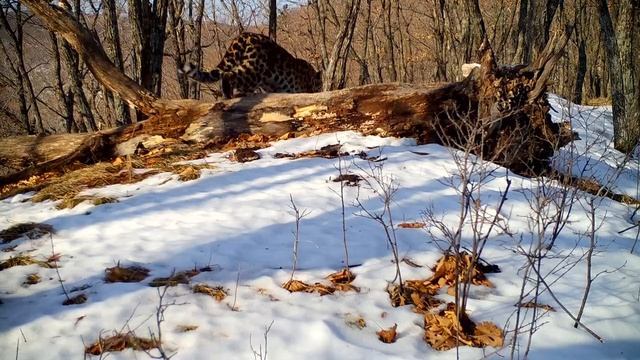 Дальневосточный леопард гордо прошёлся перед камерой фотоловушки ?
