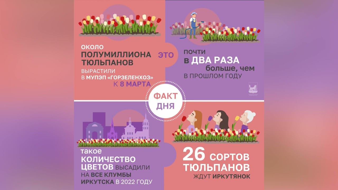 #Фактдня_Иркутск - Тюльпаны к 8 марта