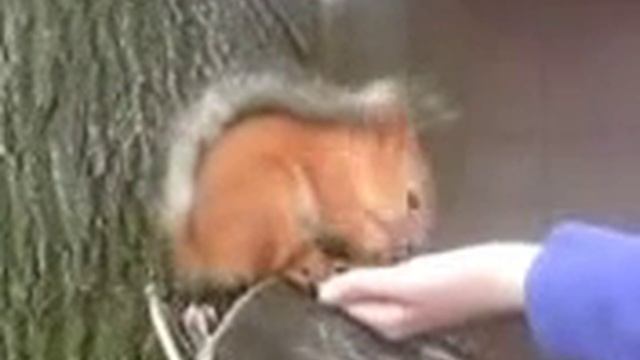 Видео Белка.mp4