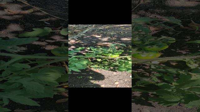 Помидоры подростают