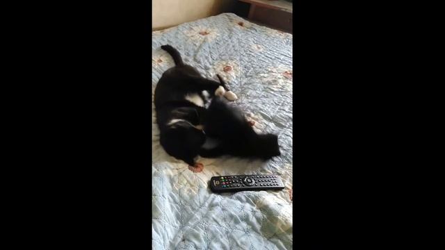 Кот Сима и кошка Багира играют.mkv