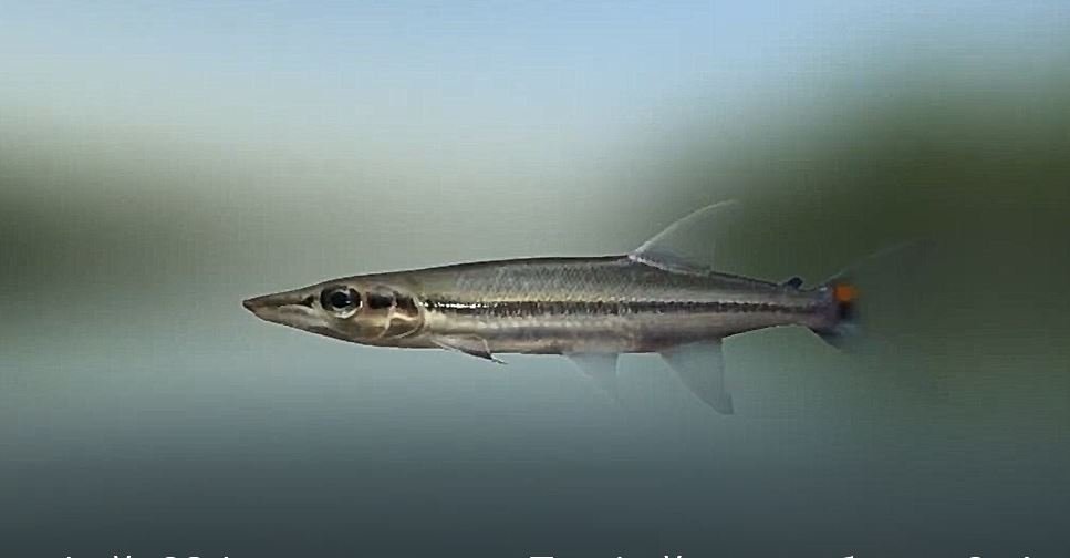 Барракуда Эйнгенмана, трофей, 234 грамма, игра Трофейная рыбалка 2, локация река Амазонка, Пирарука