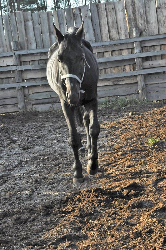 Впайбер гуляет — копия