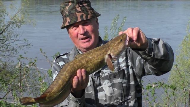 Поймал налима.