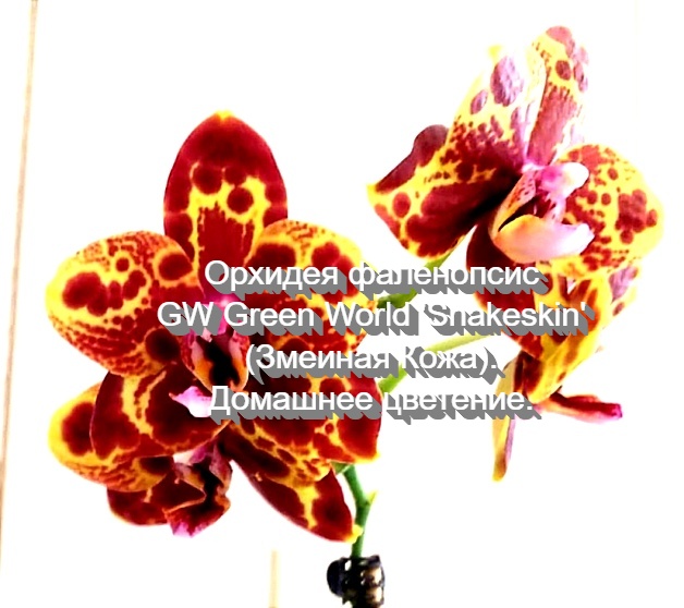 Орхидея фаленопсис GW Green World 'Snakeskin' (Змеиная Кожа.) Первое домашнее цветение.