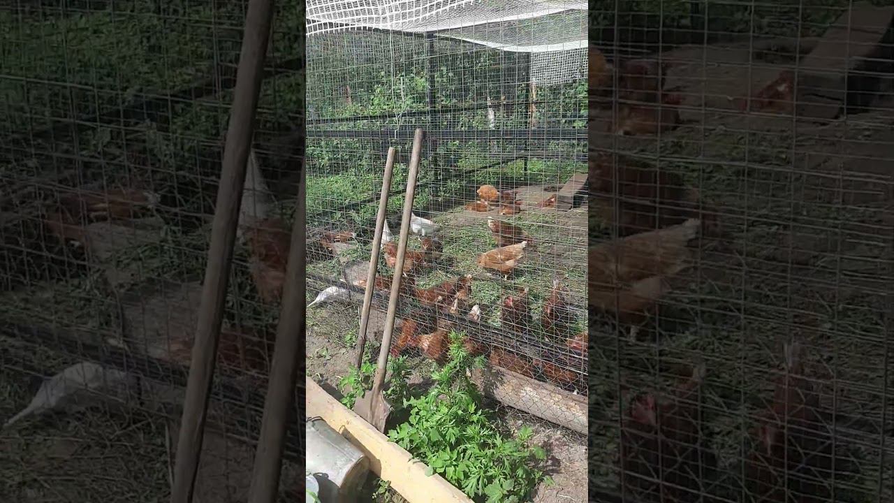 куры на прогулке