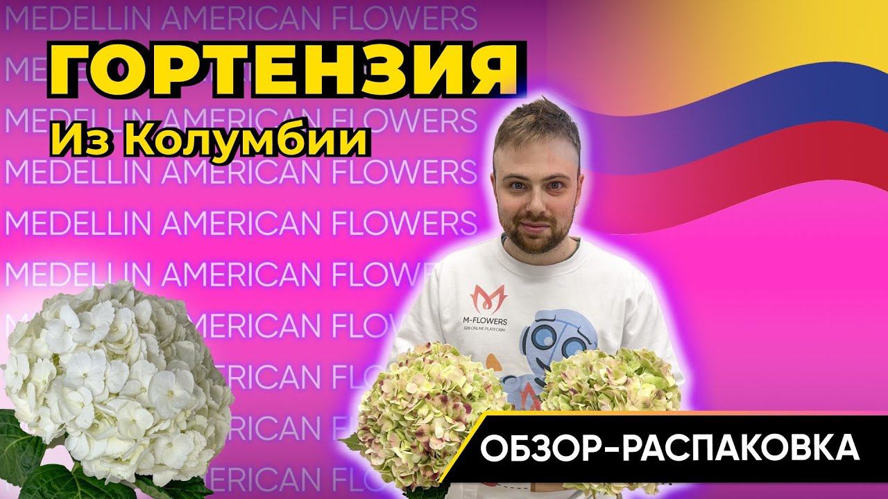 ОБЗОР-РАСПАКОВКА: гортензия от плантации American Flowers