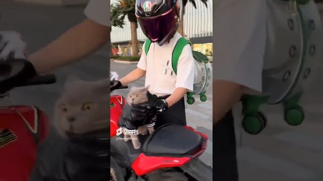 Котёнок 2023, часть №20, кот байкер ❤️original