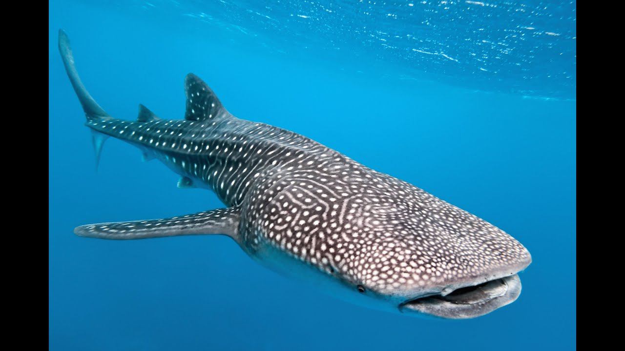 Moalboal  - Tuble & Oslob & Dolphin House