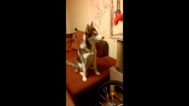 Хан пот под мяуканье кошек