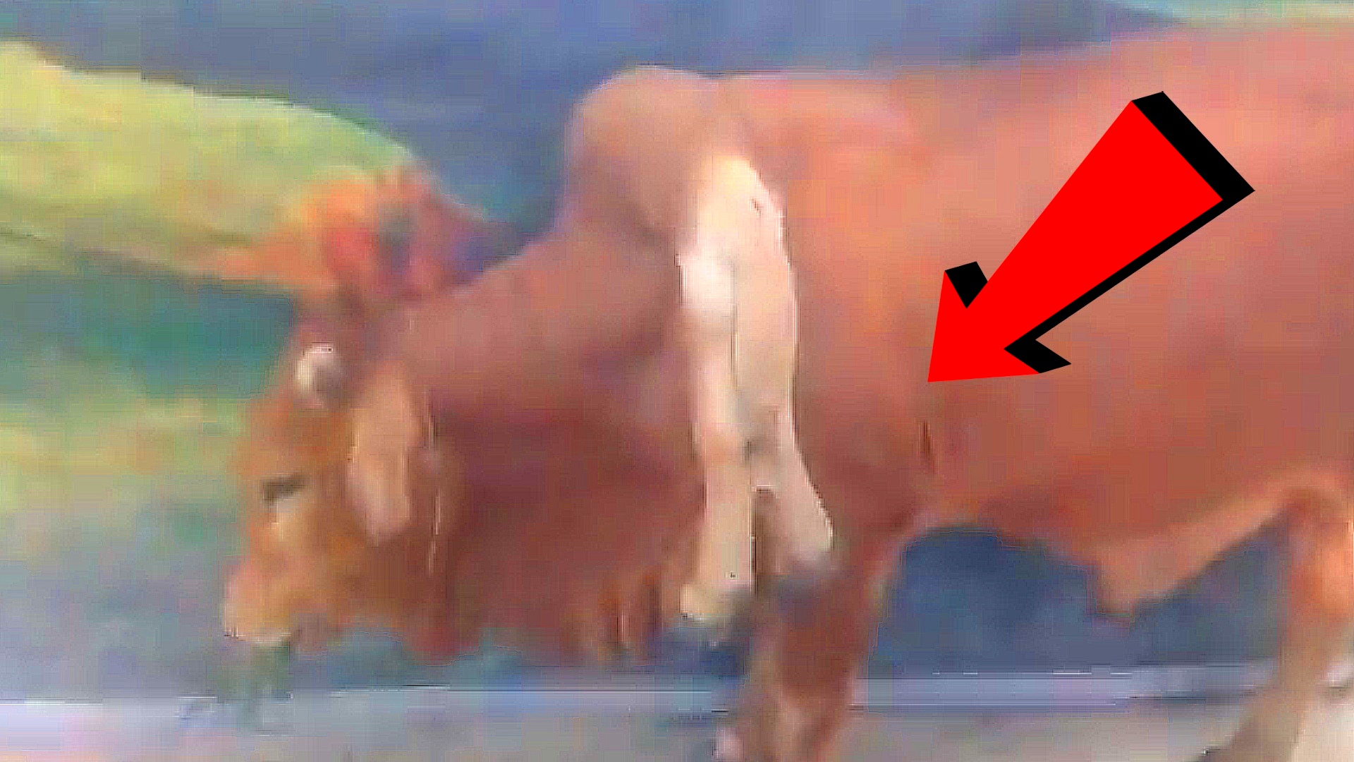 Необычный шестиногий бык с двумя хвостами.mp4