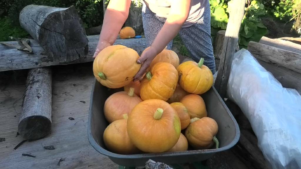 30 08 2023г за грибами,урожай тыквы