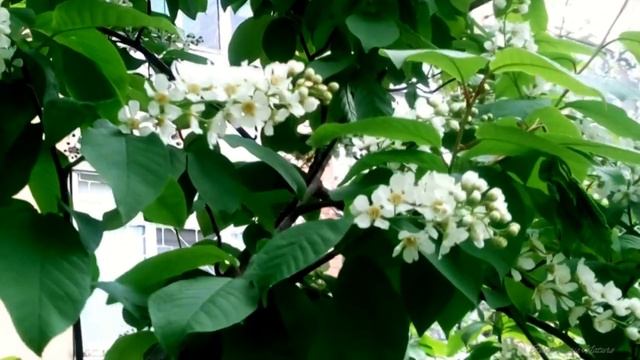 Цветёт черёмуха. Красивая музыка для души. Сергей Аверьянов.