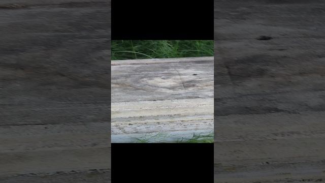 Огромный недостаток пеноулика