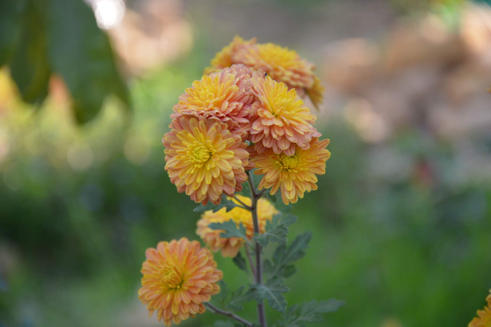 Осень красками богата
