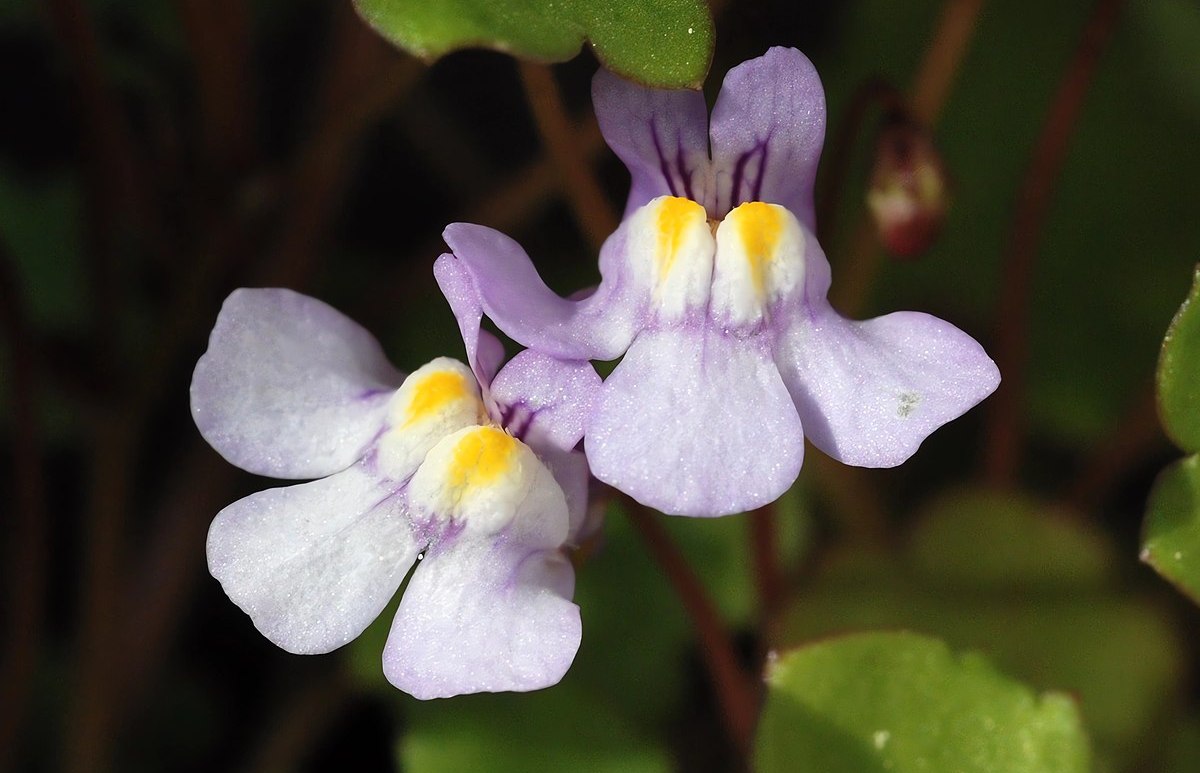 Цимбалярия Cymbalaria РЕЛАКС АРТ-ТЕРАПИЯ ИМПРОВИЗАЦИЯ композитор Виктор Анохин #музыка #piano #цветы