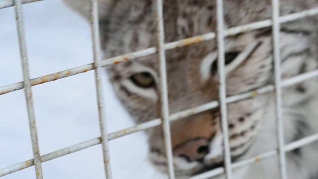 Рысь в Орловском полесье. Город Орёл.